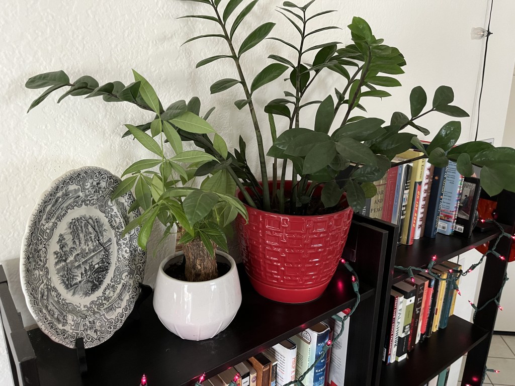 lessons learned from houseplants – joshua chamberlain